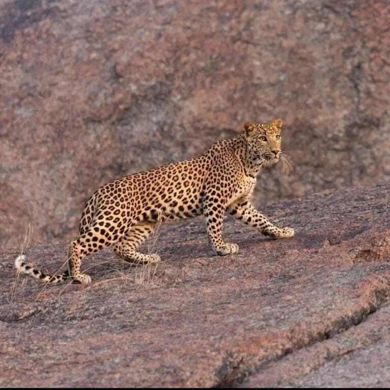 Jawai Leopard Safari | Official Booking